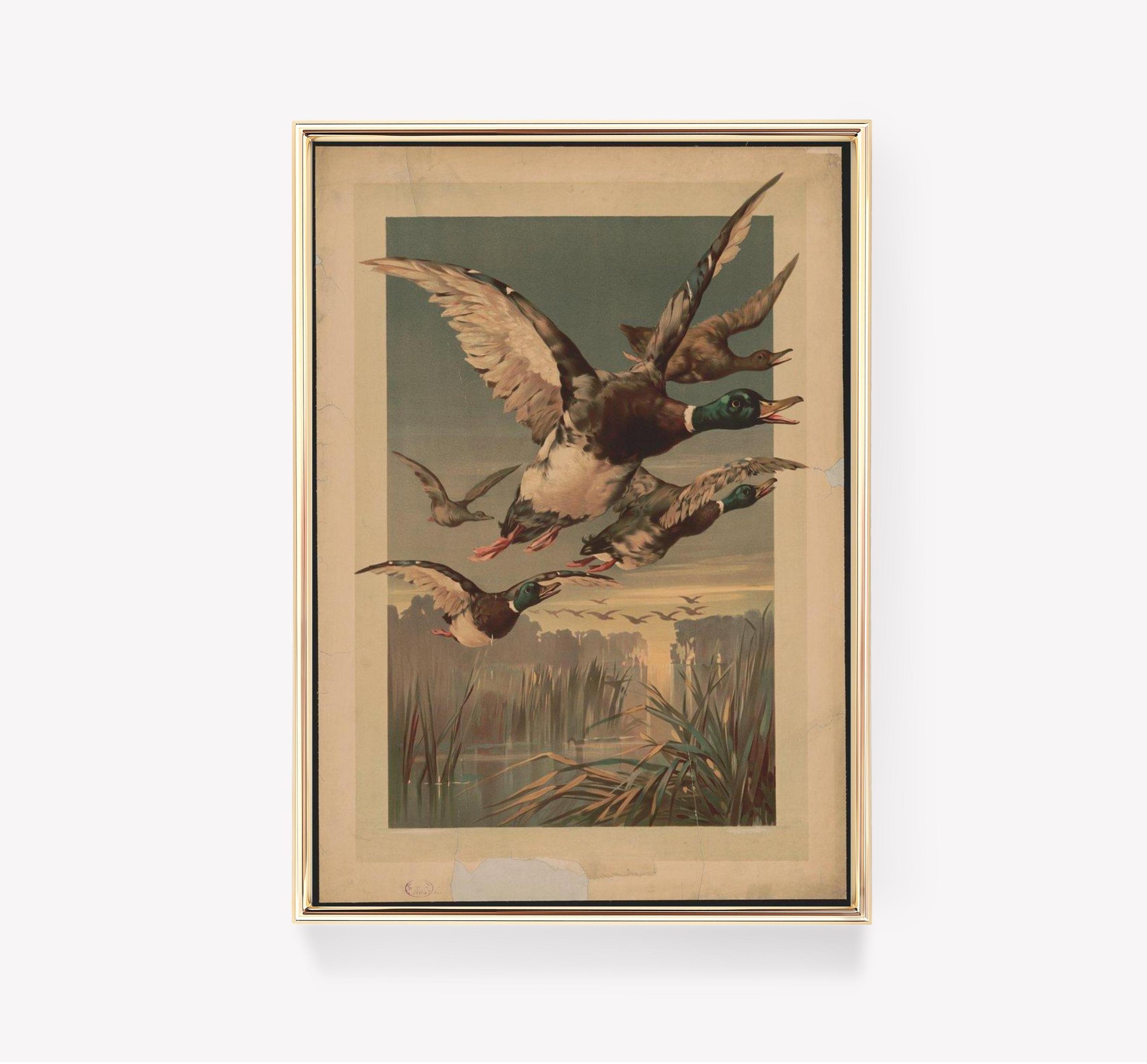 Vintage Ducks Limited Edition Posters (No Frame)