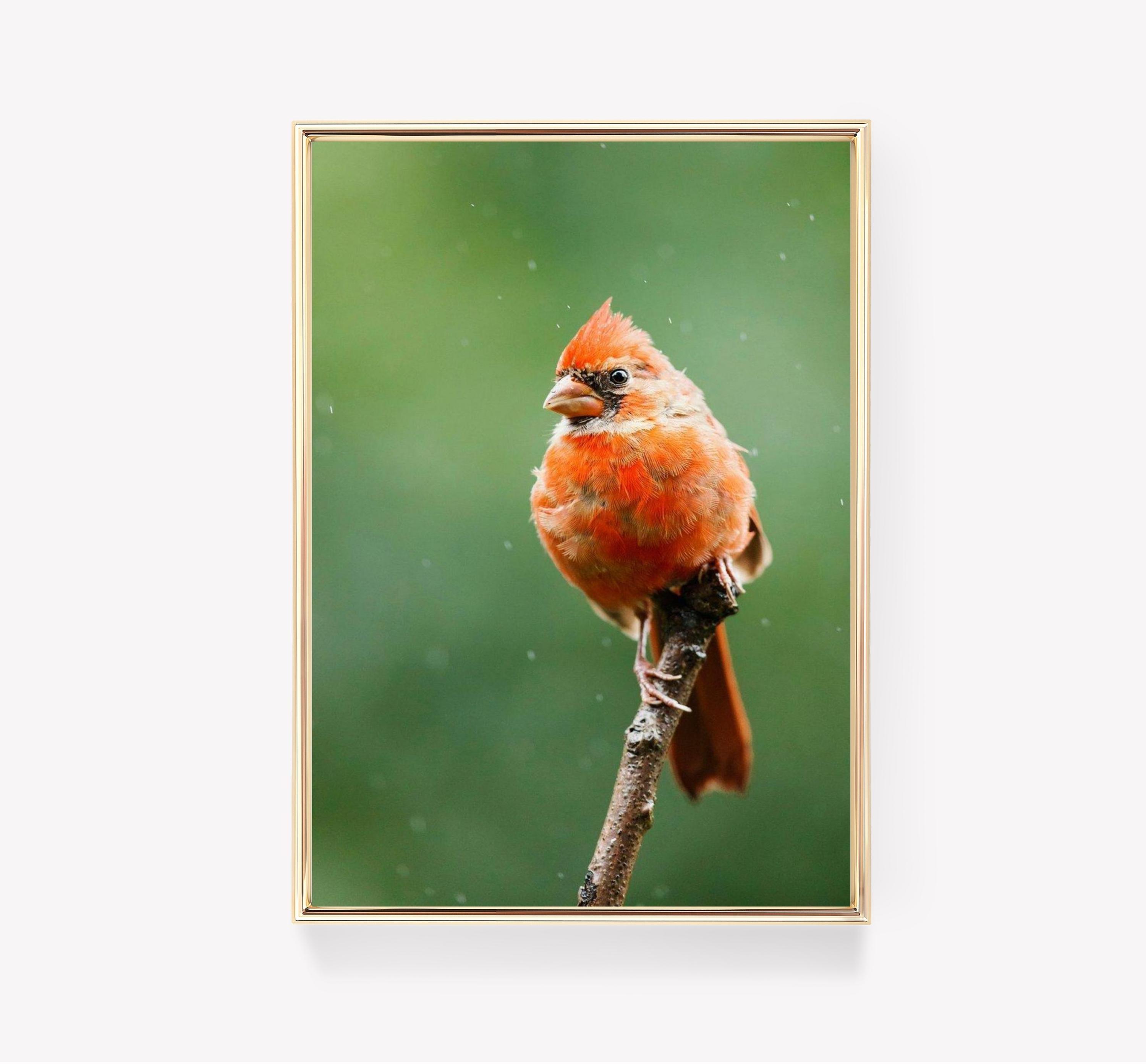 Northern Cardinal Limited Edition Posters (No Frame)