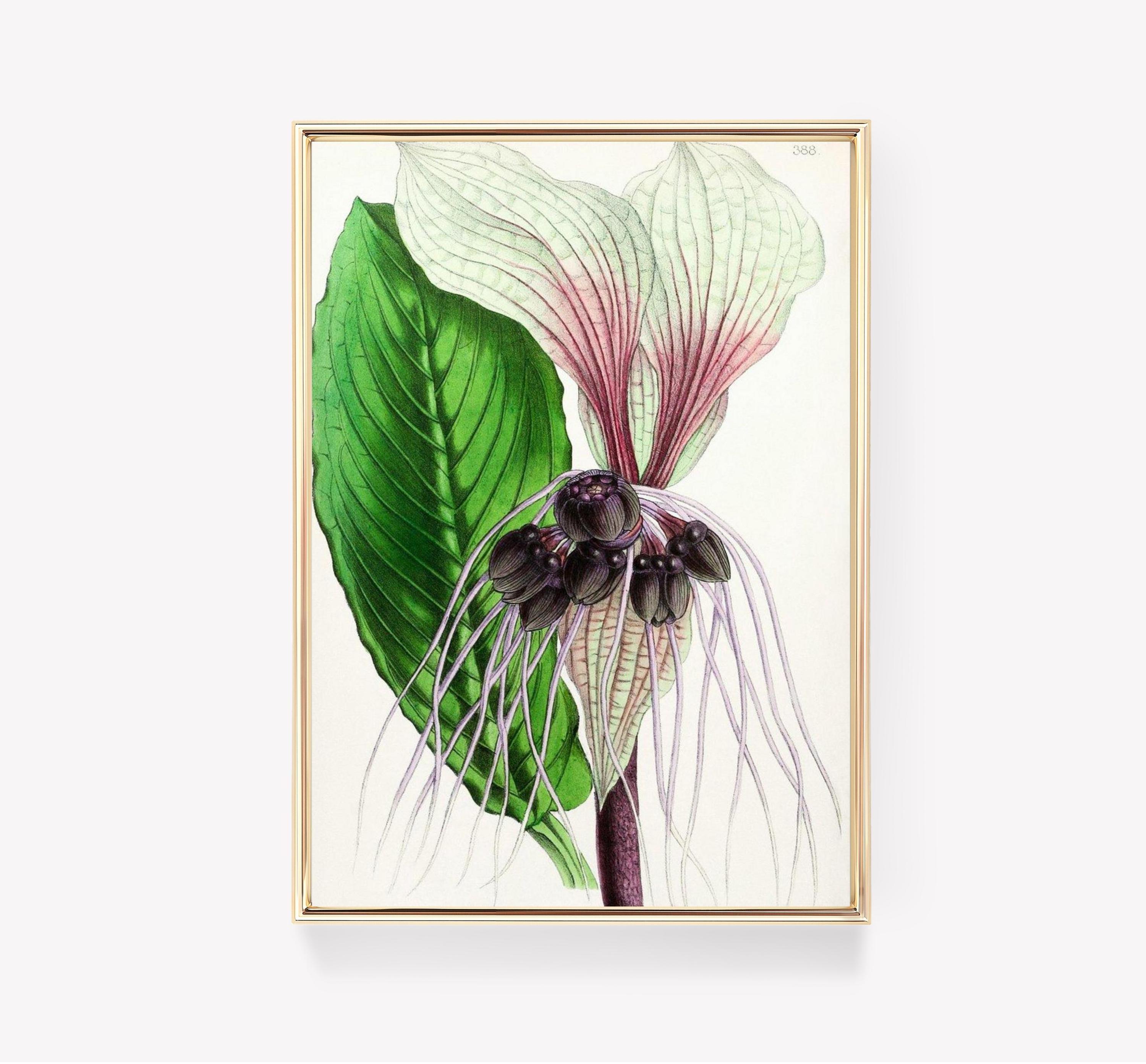 Tacca Chantrieri Awesome Poster (No Frame)