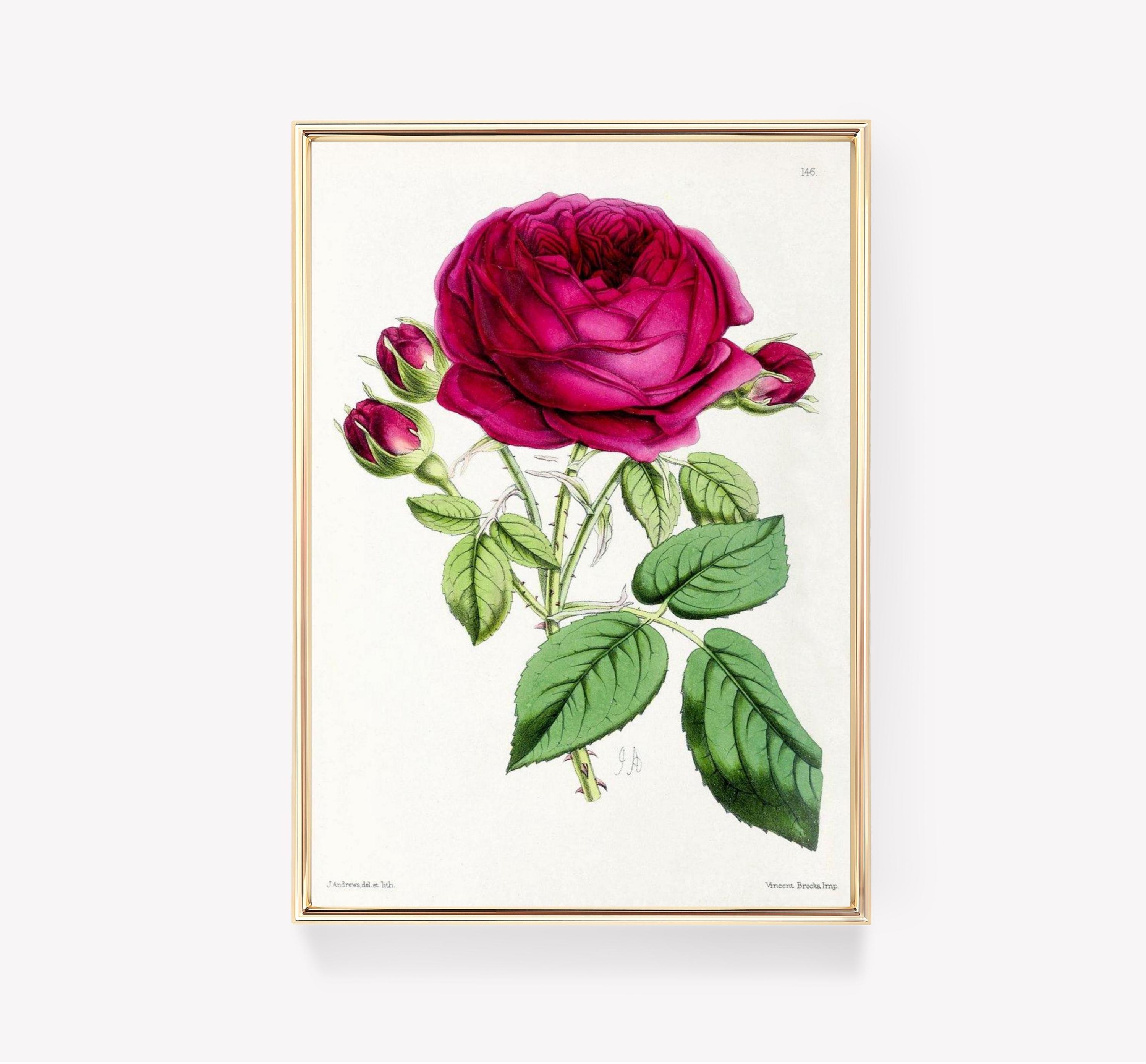 Botanical Illustration Vintage Red Rose Limited Edition Posters (No Frame)